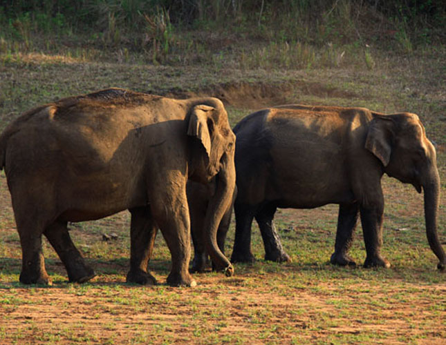 Things to do in Anaikatti Coimbatore - Nirvana Holistic Living Resort